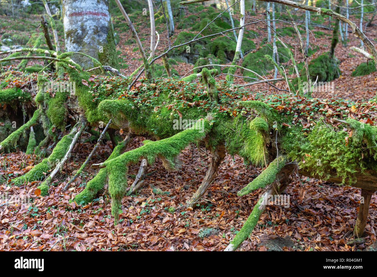 Wood and mosses hi-res stock photography and images - Alamy