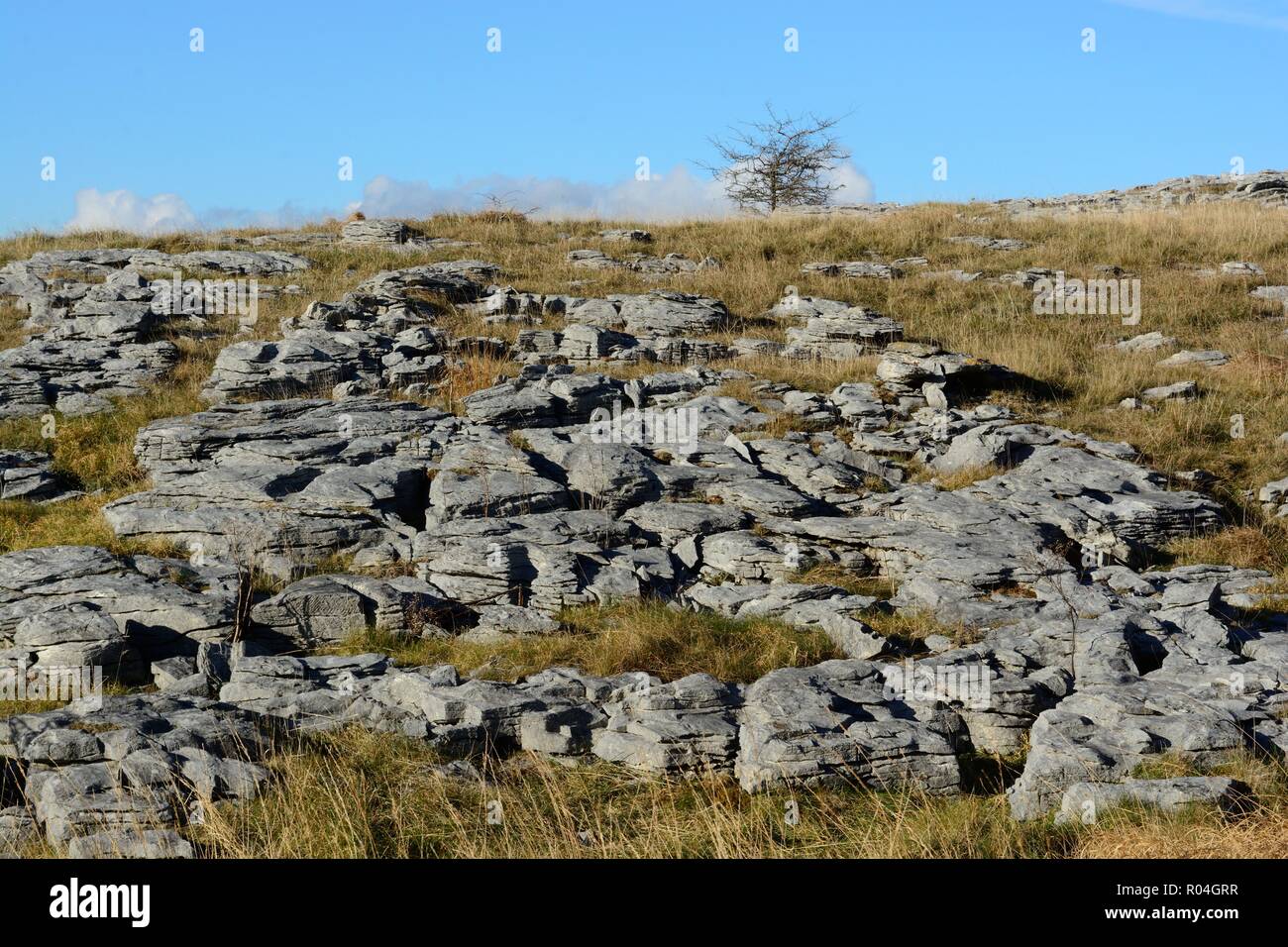 Limestone pavement grikes Ogof Ffynnon Ddu National Nature Reserve ...