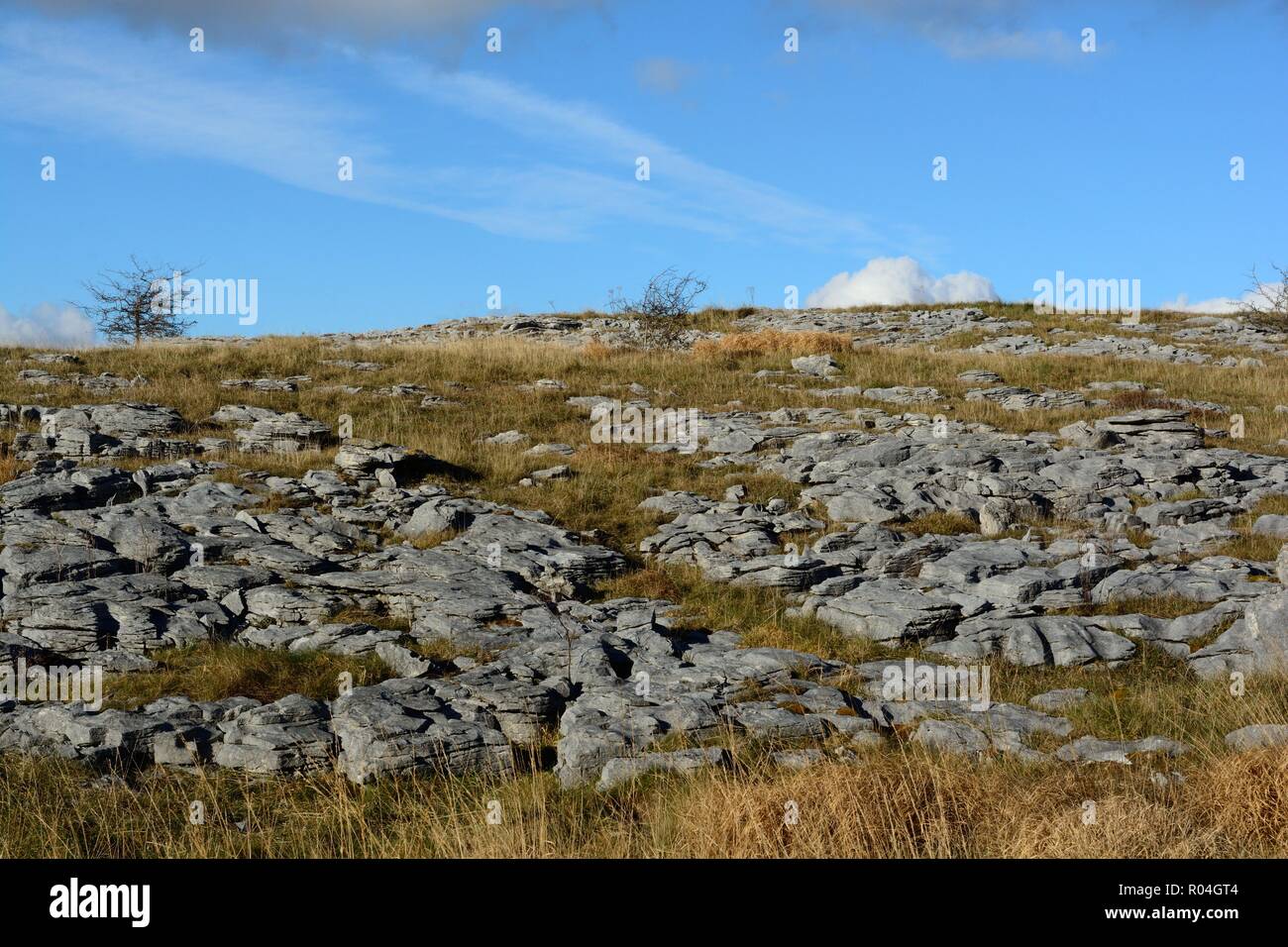 Limestone pavement grikes Ogof Ffynnon Ddu National Nature Reserve ...