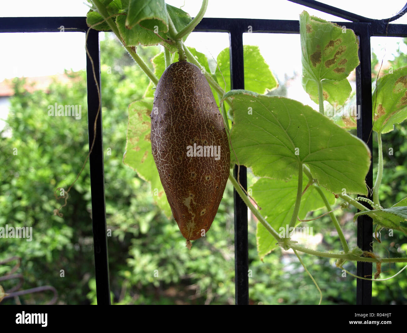 Hmong red cucumber plant Stock Photo - Alamy