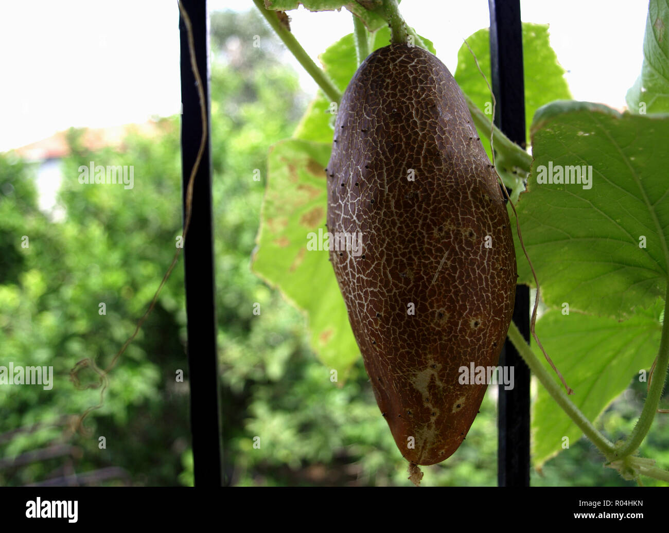 Hmong red cucumber plant Stock Photo - Alamy