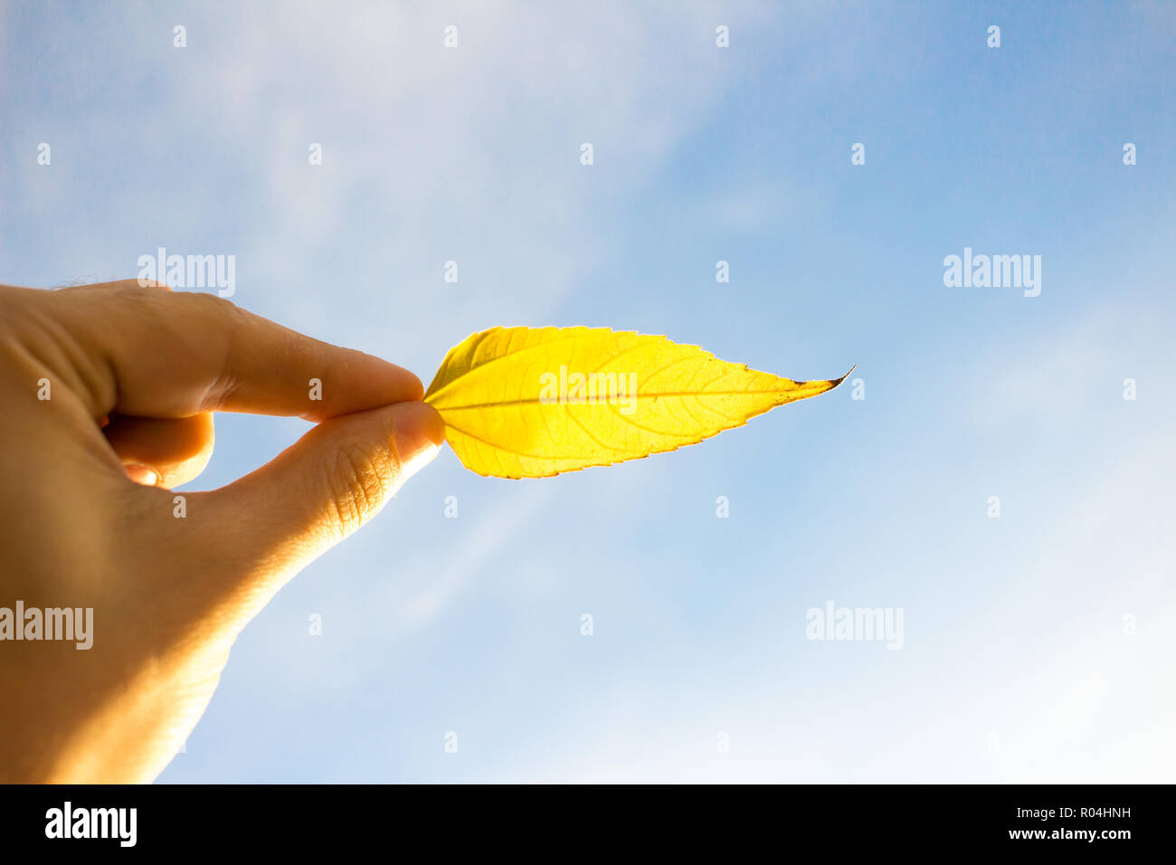 Hand holding fading yellow leaf on sky background. Autumn time season ...