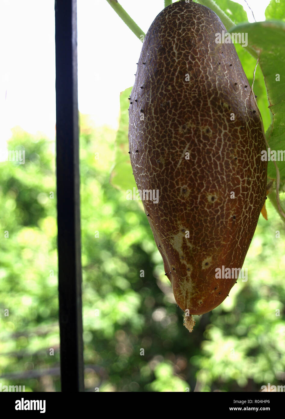 Hmong red cucumber plant Stock Photo - Alamy