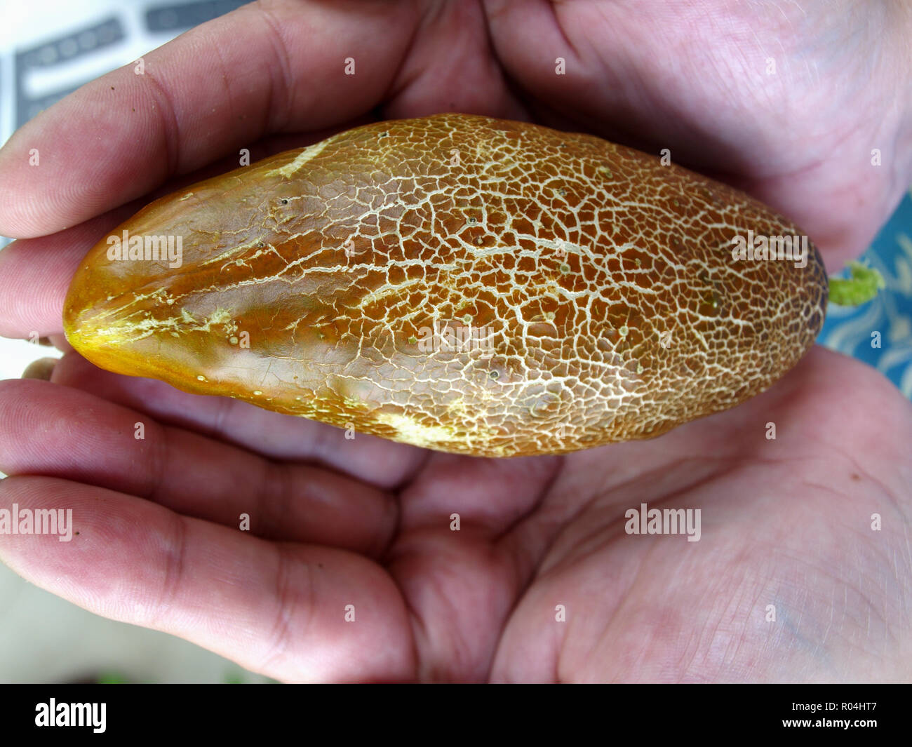 Hmong red cucumber Stock Photo - Alamy