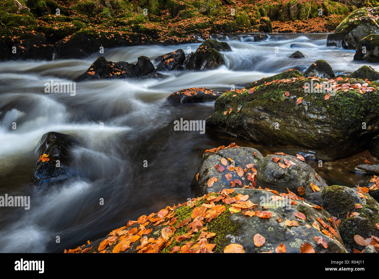 The autumn colours at the Hermitage on the River Braan near Dunkeld in ...