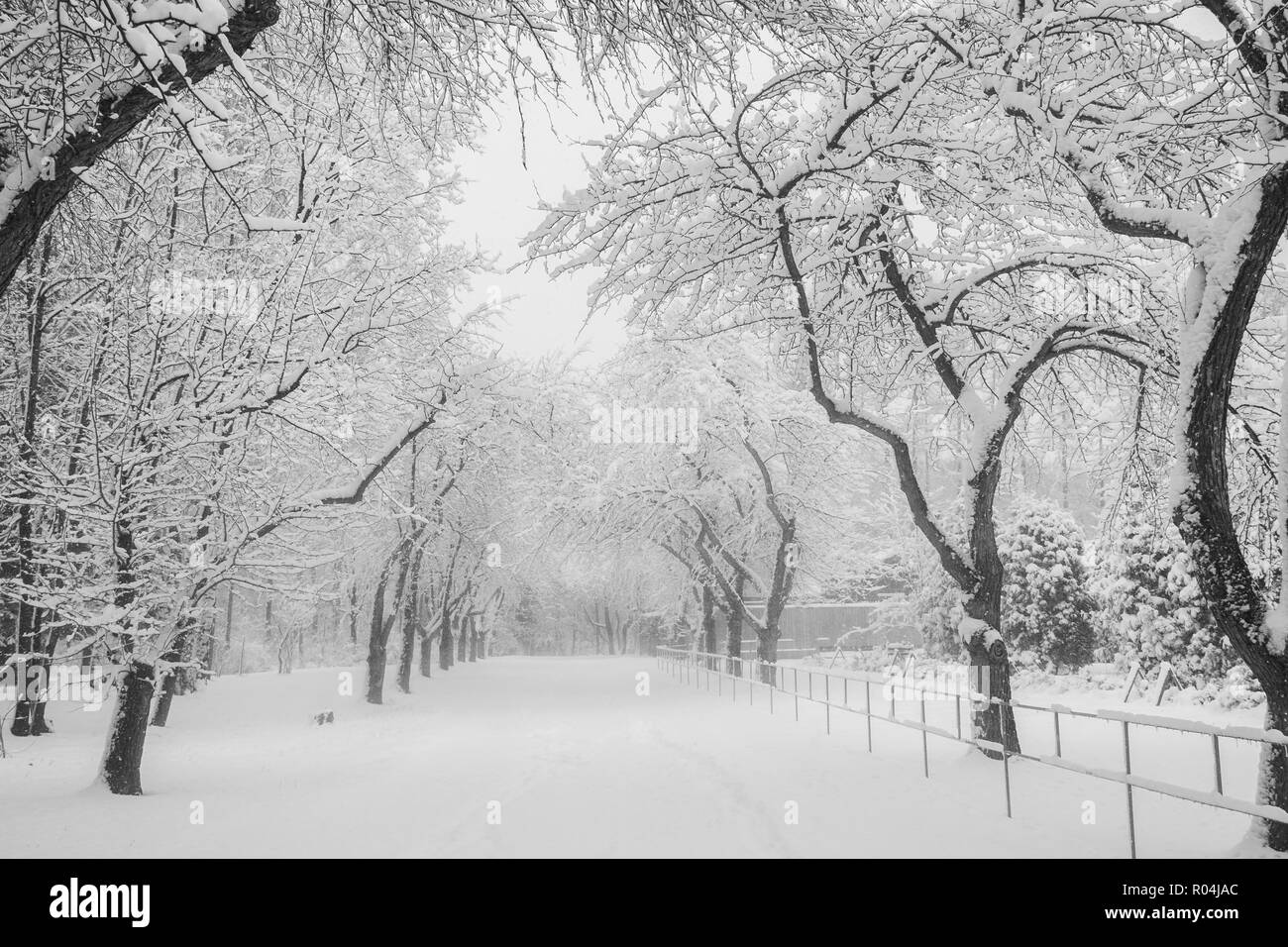 Row apple trees in Black and White Stock Photos & Images - Alamy
