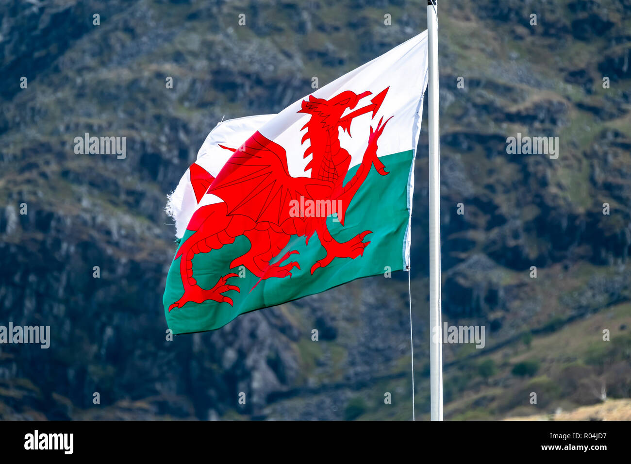 Welsh flag waving in the beautiful landscape of Llanberis, Snowdonia in ...