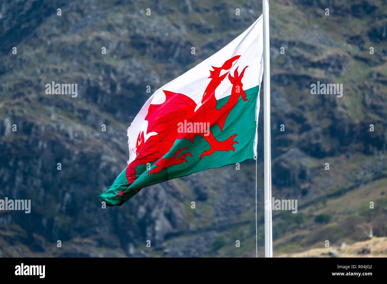 Welsh flag waving in the beautiful landscape of Llanberis, Snowdonia in ...