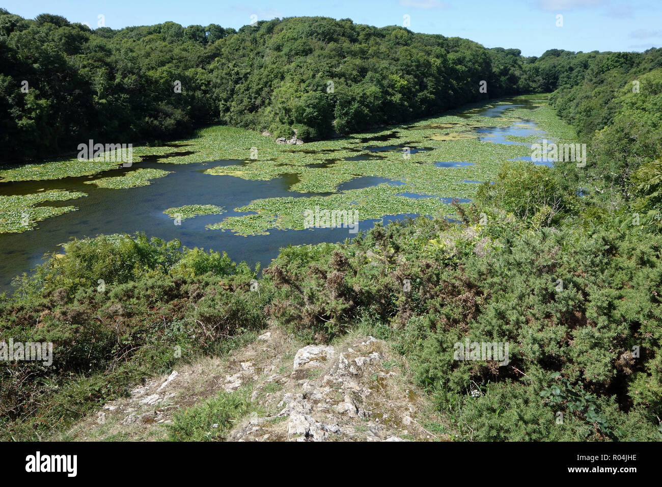 Bosherston Lakes High Resolution Stock Photography and Images - Alamy