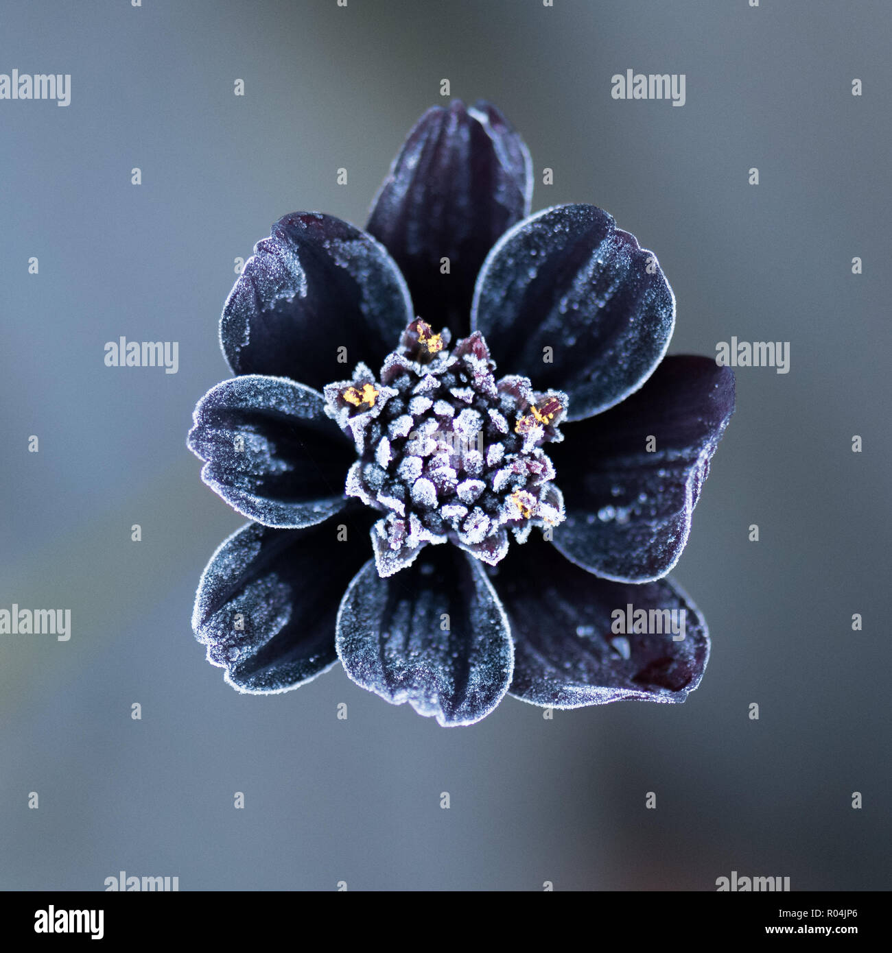 Chocolate cosmos hi-res stock photography and images - Alamy