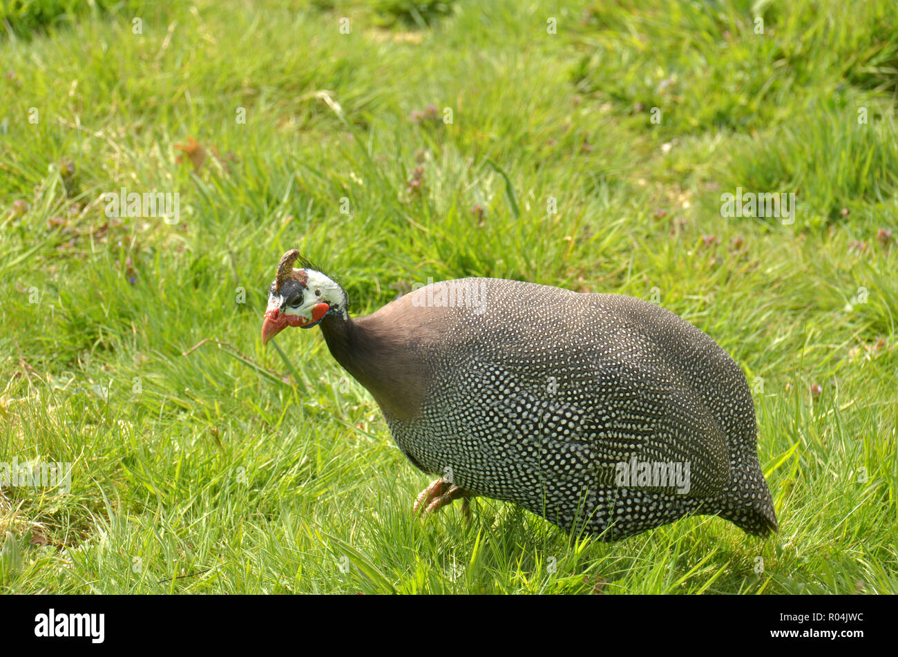 A medium sized bird found all over the plains of the continent of ...
