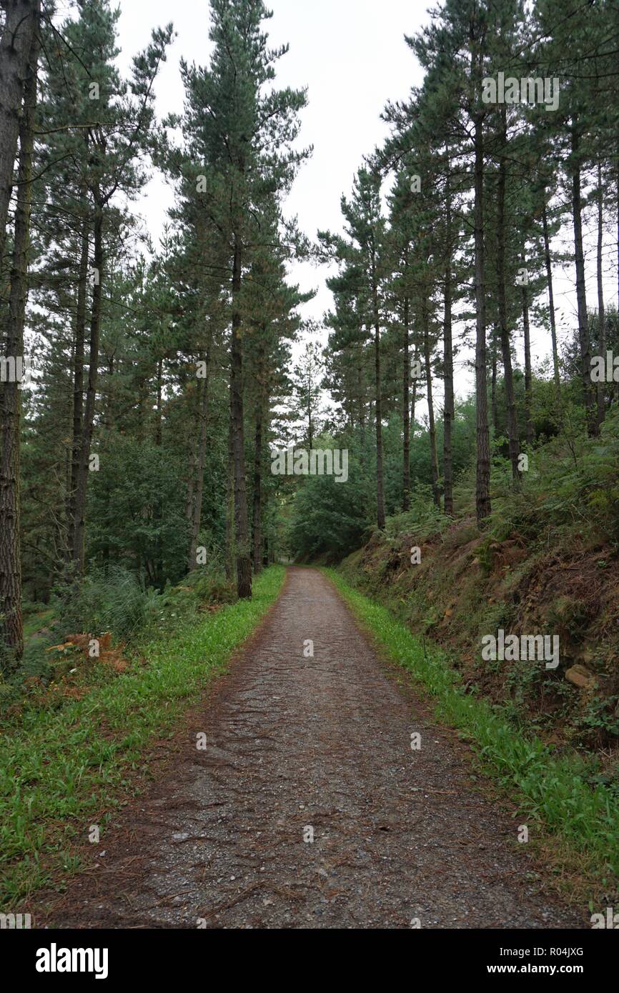 path in the forest with trees Stock Photo - Alamy