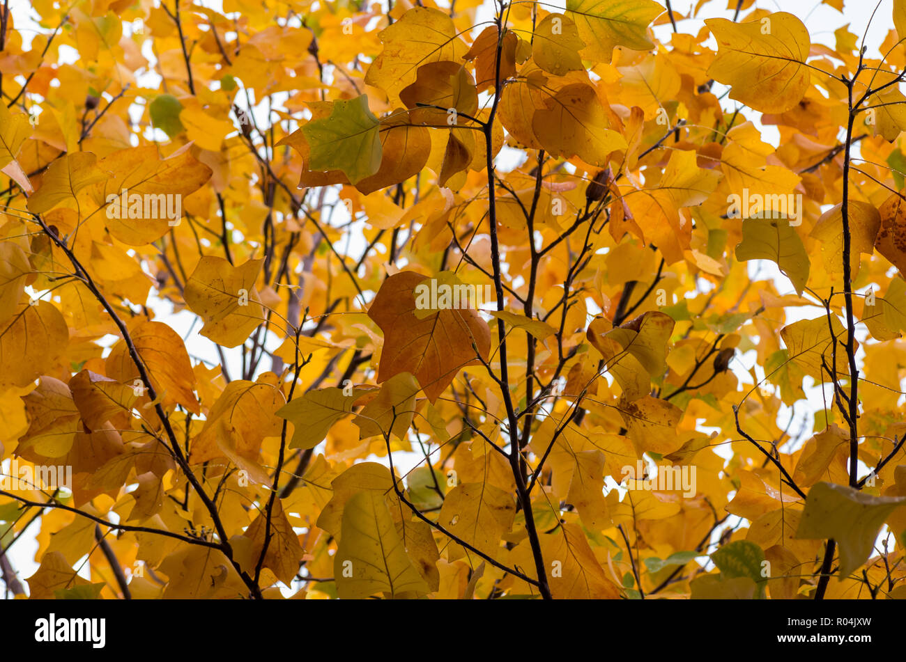 autumnal trees and foliage backdrops Stock Photo - Alamy