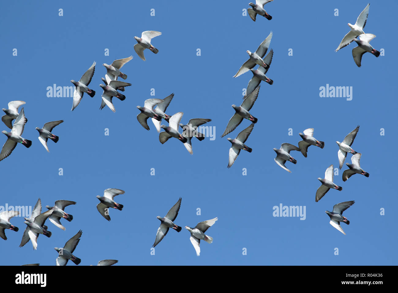flock of speed racing pigeon flying against clear blue sky Stock Photo ...