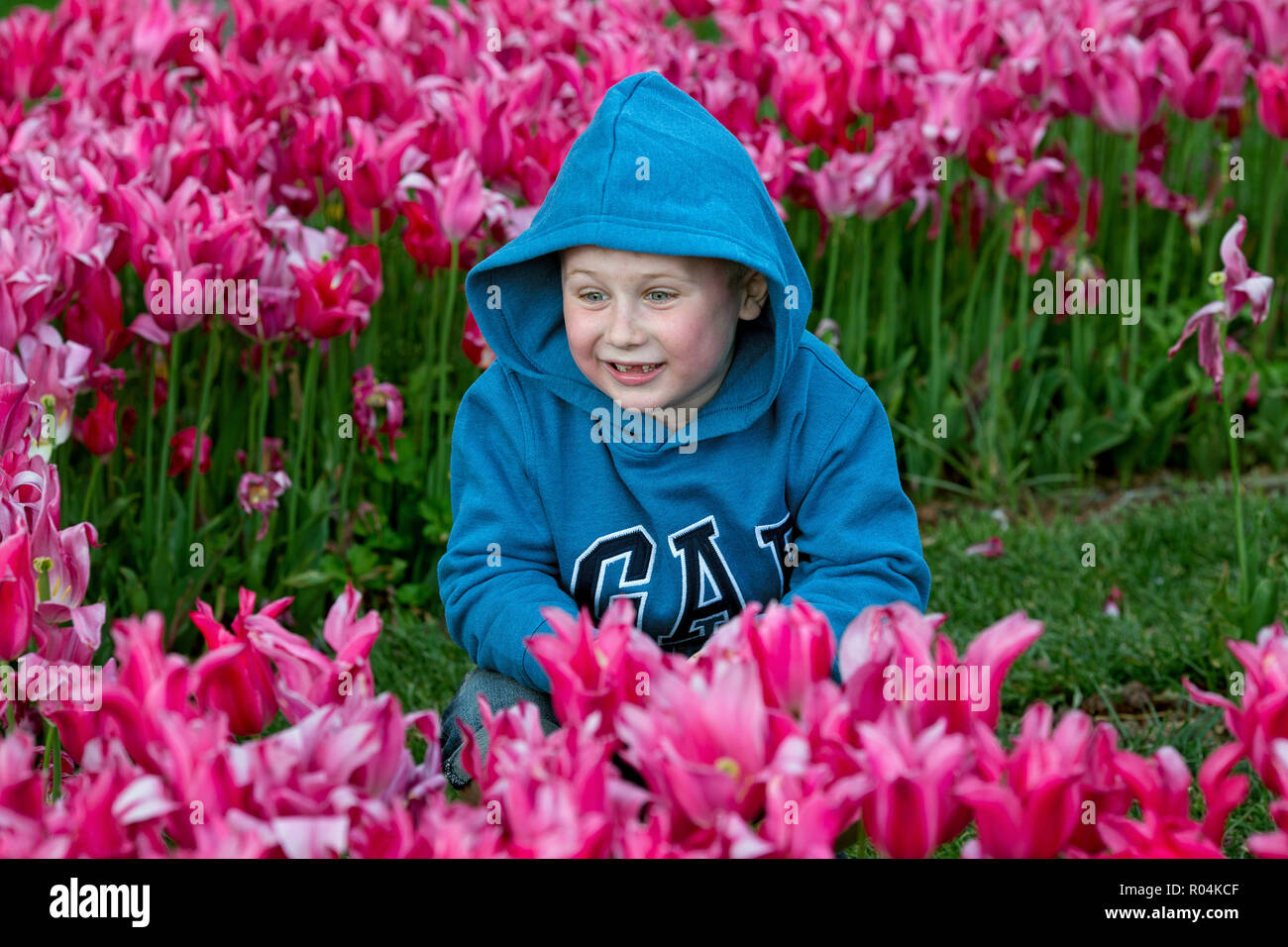 Boy inside of tulip field Stock Photo - Alamy