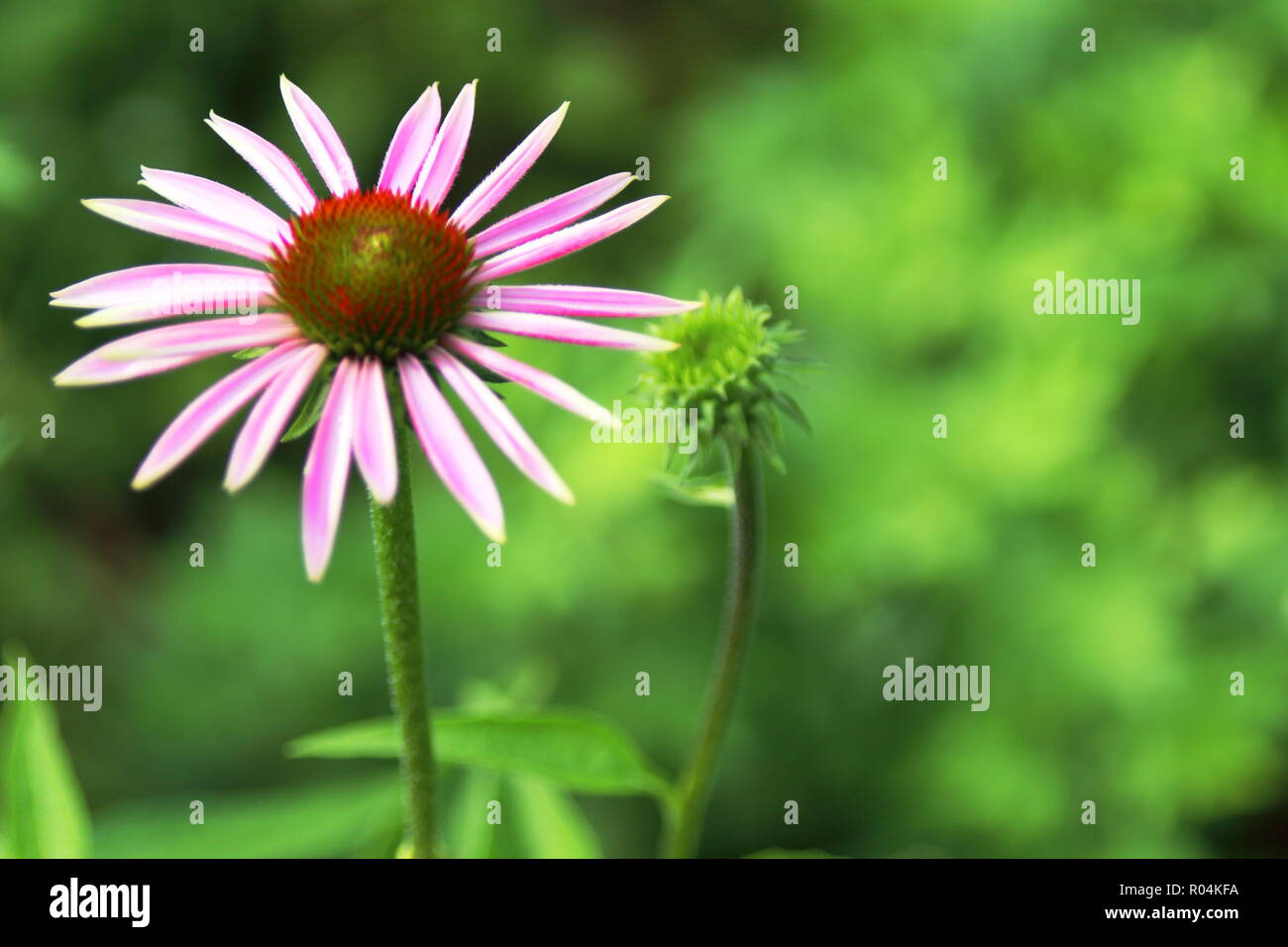 Magenta flower left side against a blurred forest background Stock ...