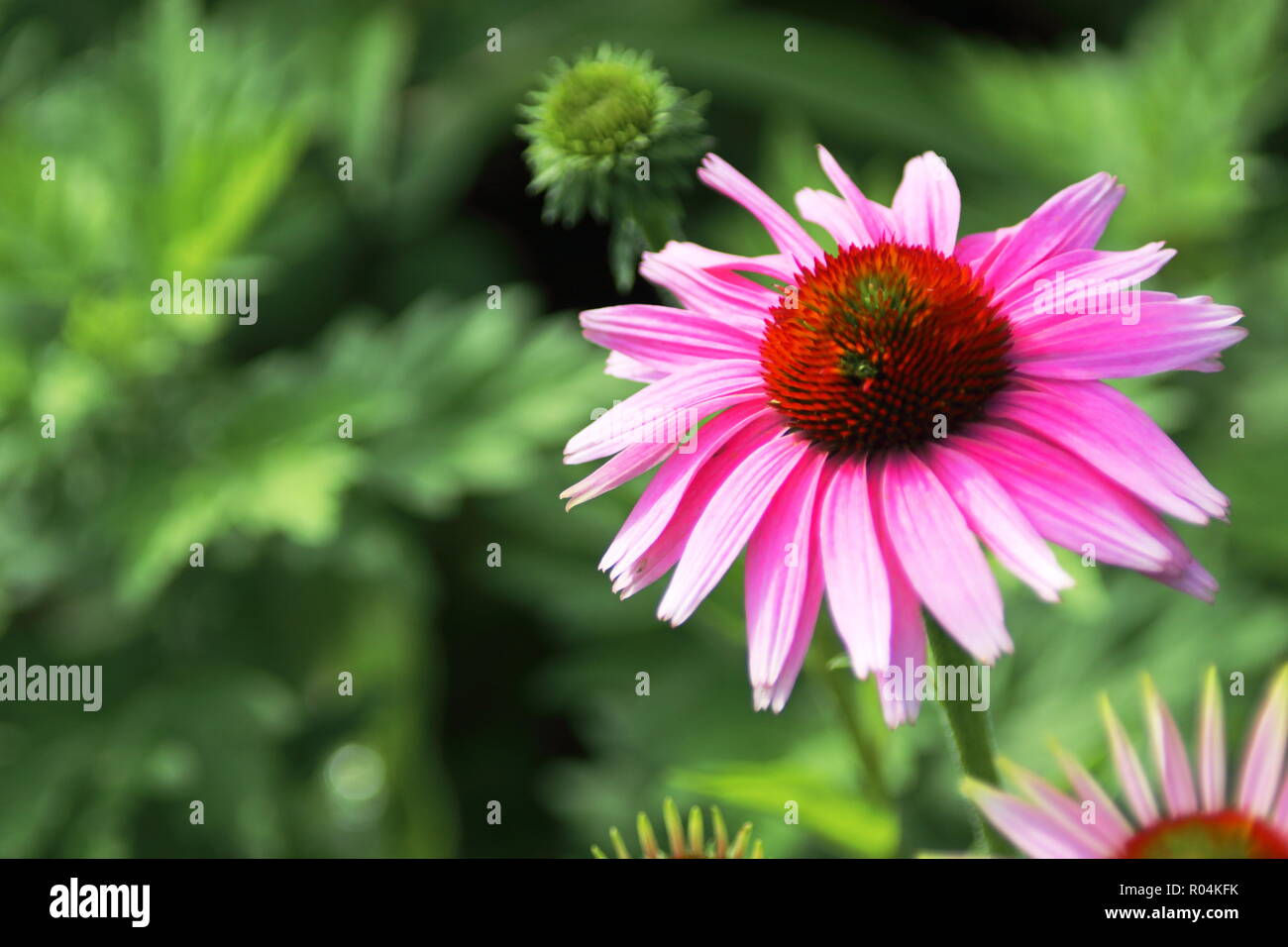 Right side blurred hi-res stock photography and images - Alamy