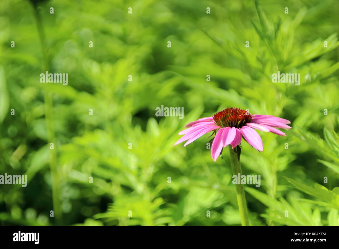 Magenta flower right side shot at a shallow angle Stock Photo - Alamy