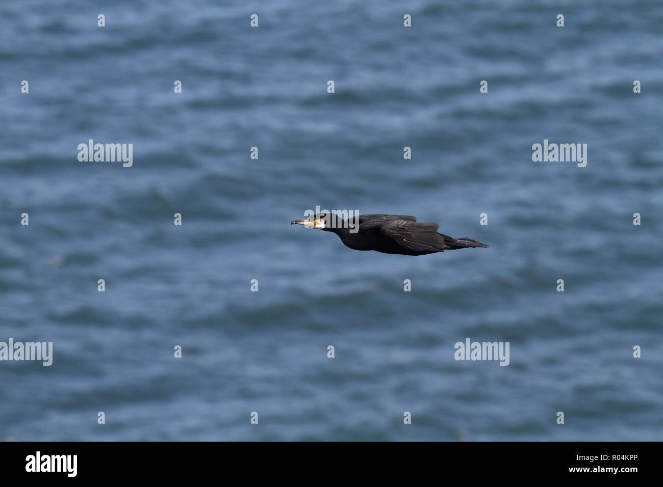 Cormorant flying over sea hi-res stock photography and images - Alamy