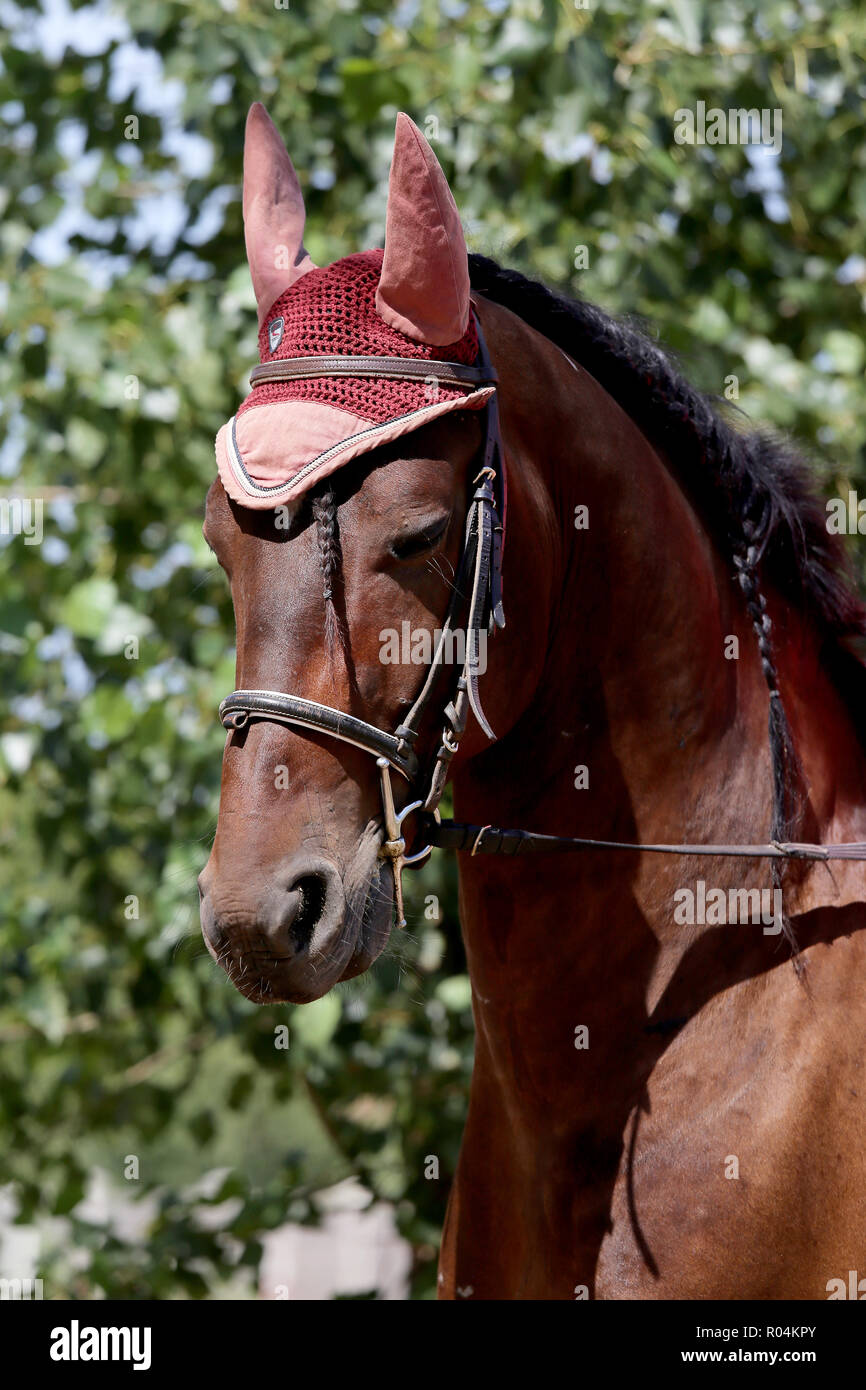 Side view portrait close up of a beautiful sport horse under saddle on ...