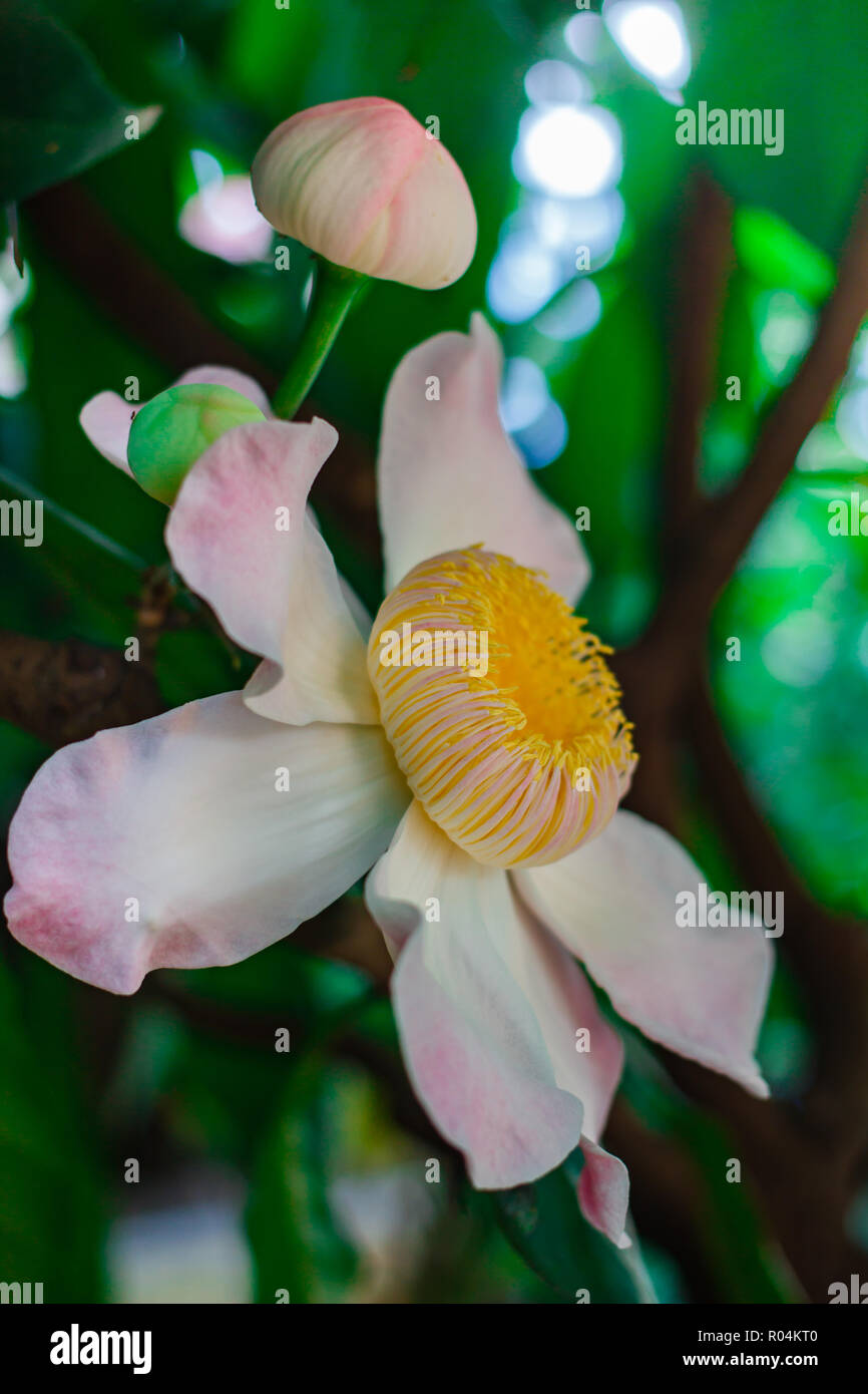 Gustavia gracillima hi-res stock photography and images - Alamy