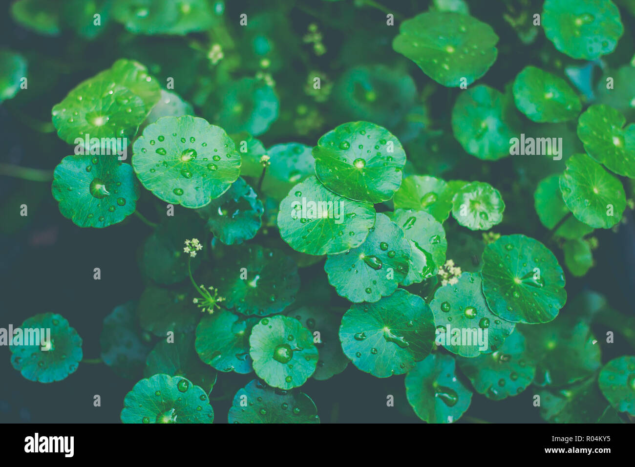 Asiatic leaves background, Asiatics used slowed the growth of cancer ...