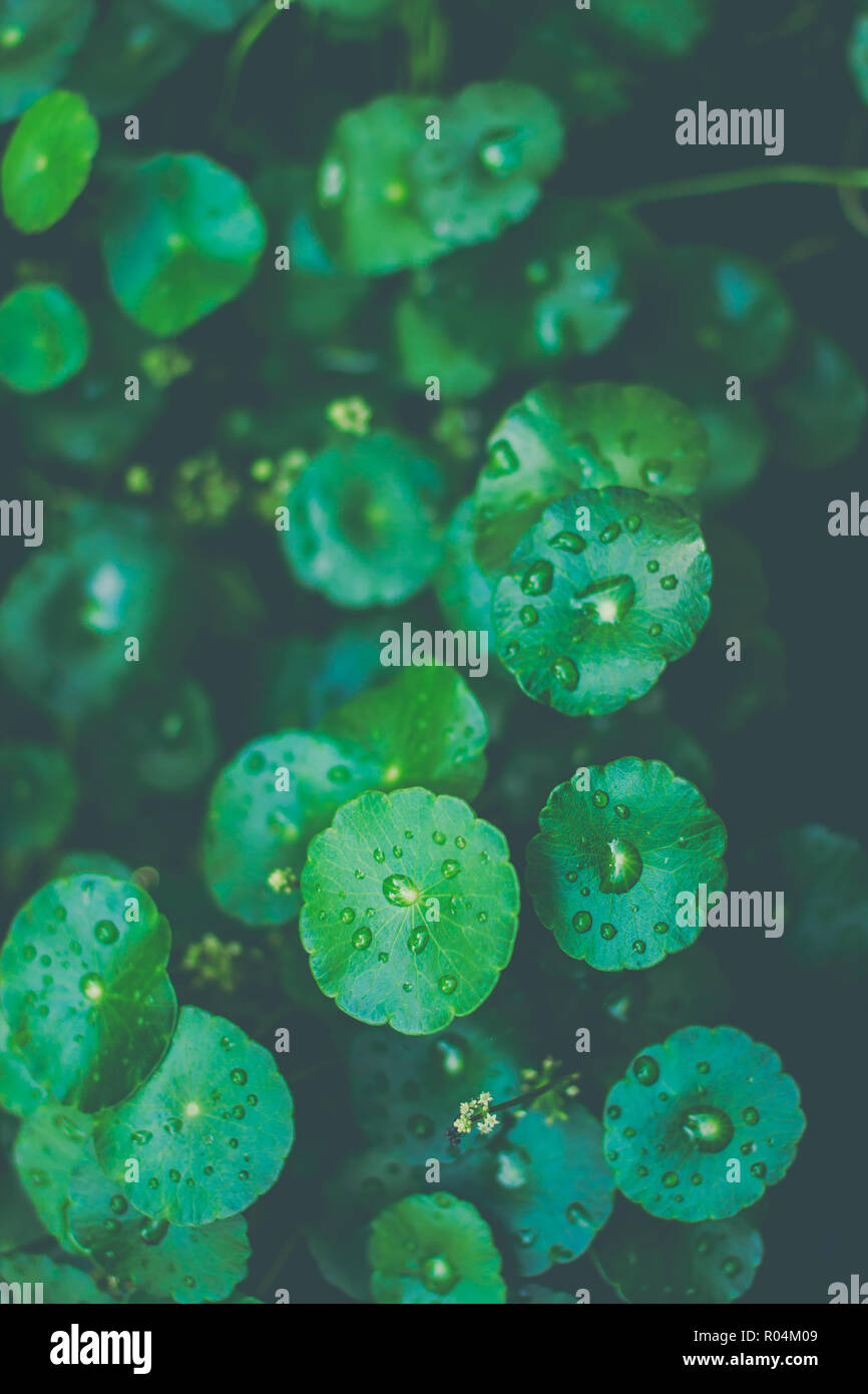 Asiatic leaves background, Asiatics used slowed the growth of cancer ...