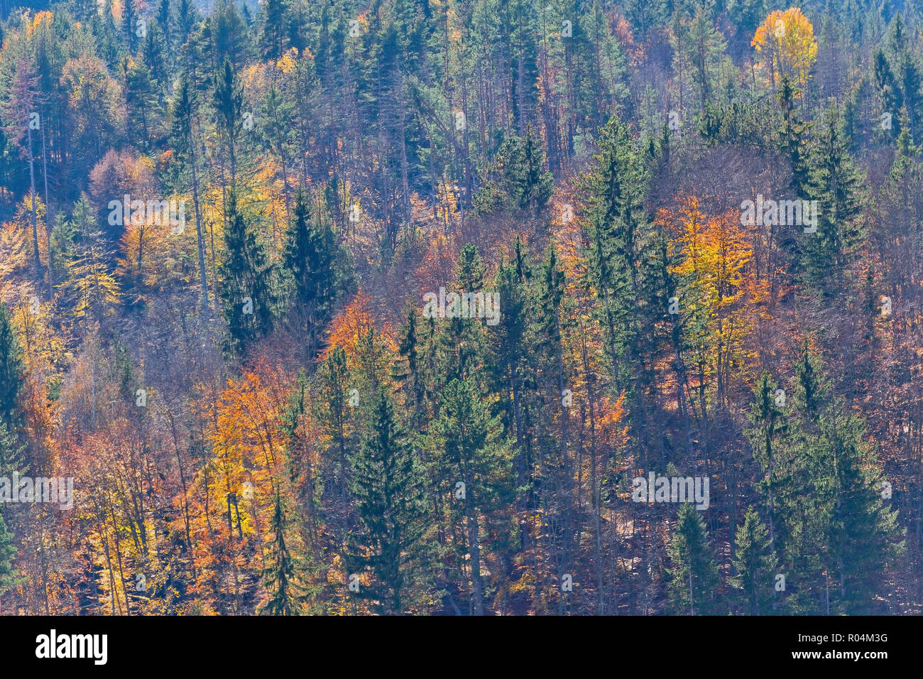 Autumn color mixed forest Stock Photo - Alamy