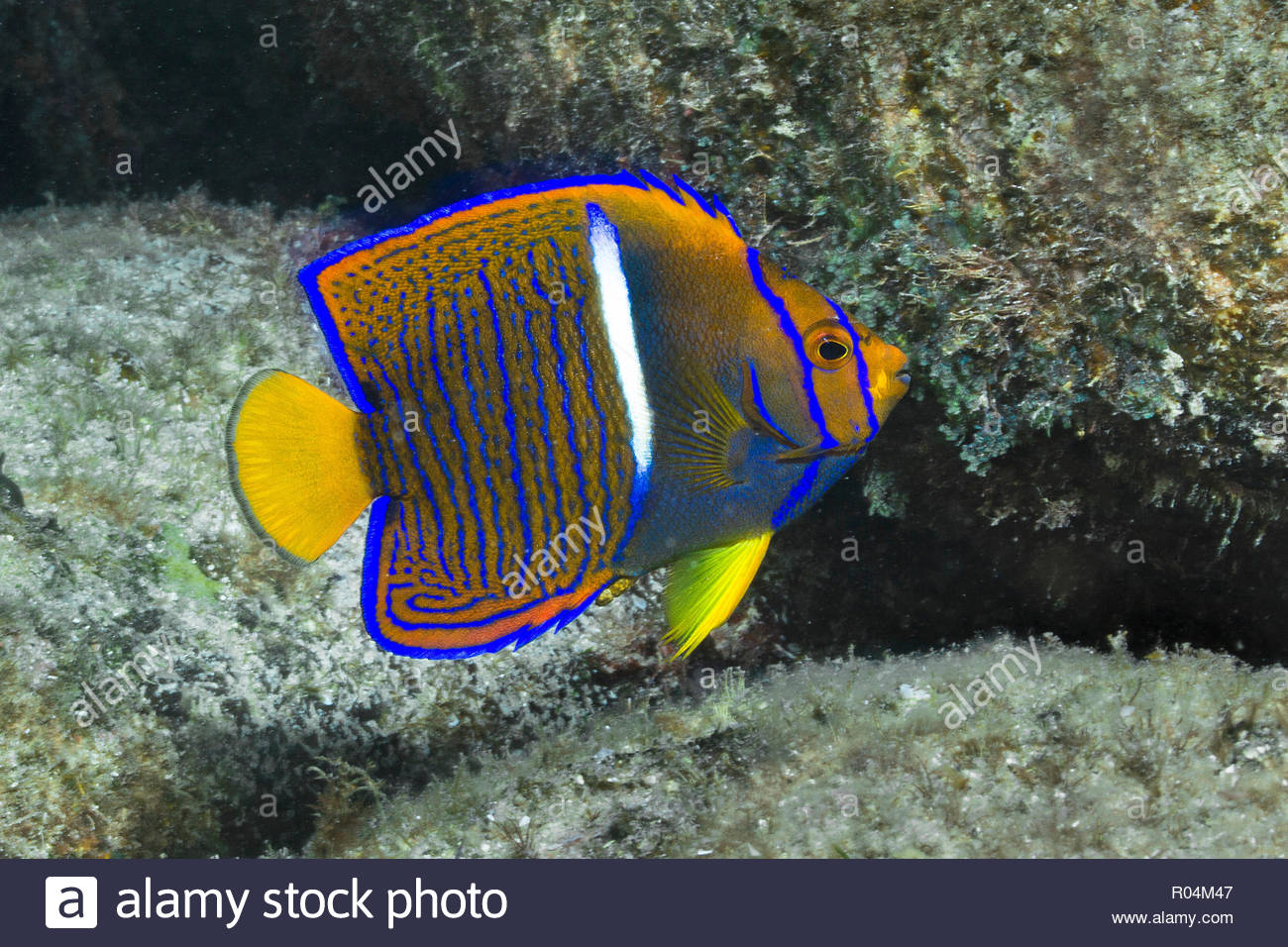 King Angelfish Stock Photos & King Angelfish Stock Images - Alamy