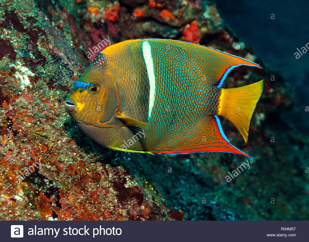 King Angelfish Stock Photos & King Angelfish Stock Images - Alamy