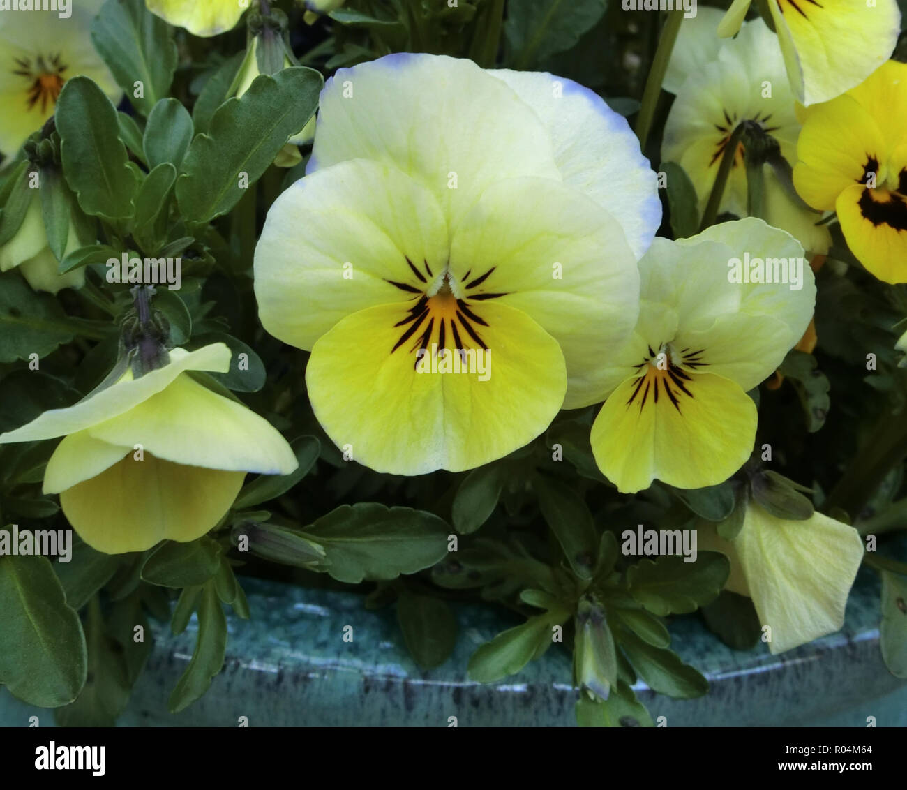 Sorbet violas hi-res stock photography and images - Alamy