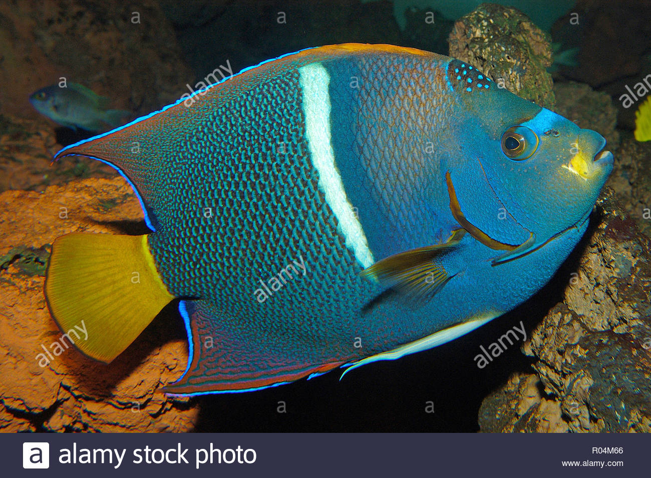 King Angelfish Stock Photos & King Angelfish Stock Images - Alamy