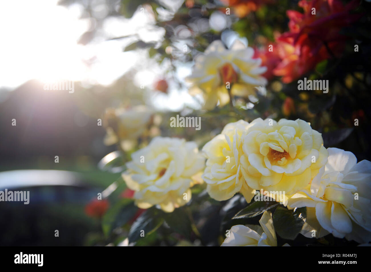yellow roses pictured with sun shinning in background Stock Photo - Alamy