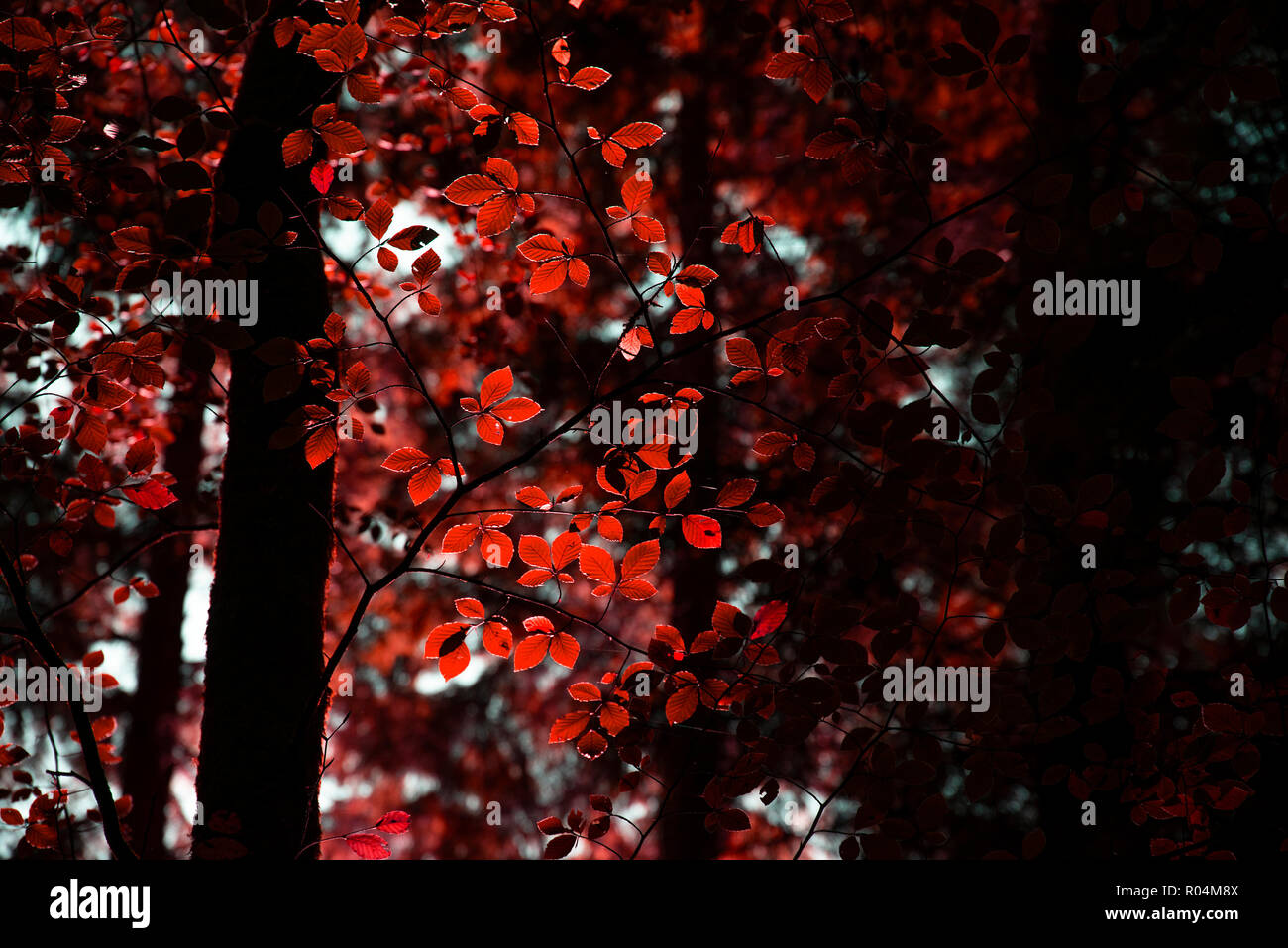 Stunning false red Autumn Fall trees in Fall color in New Forest in ...