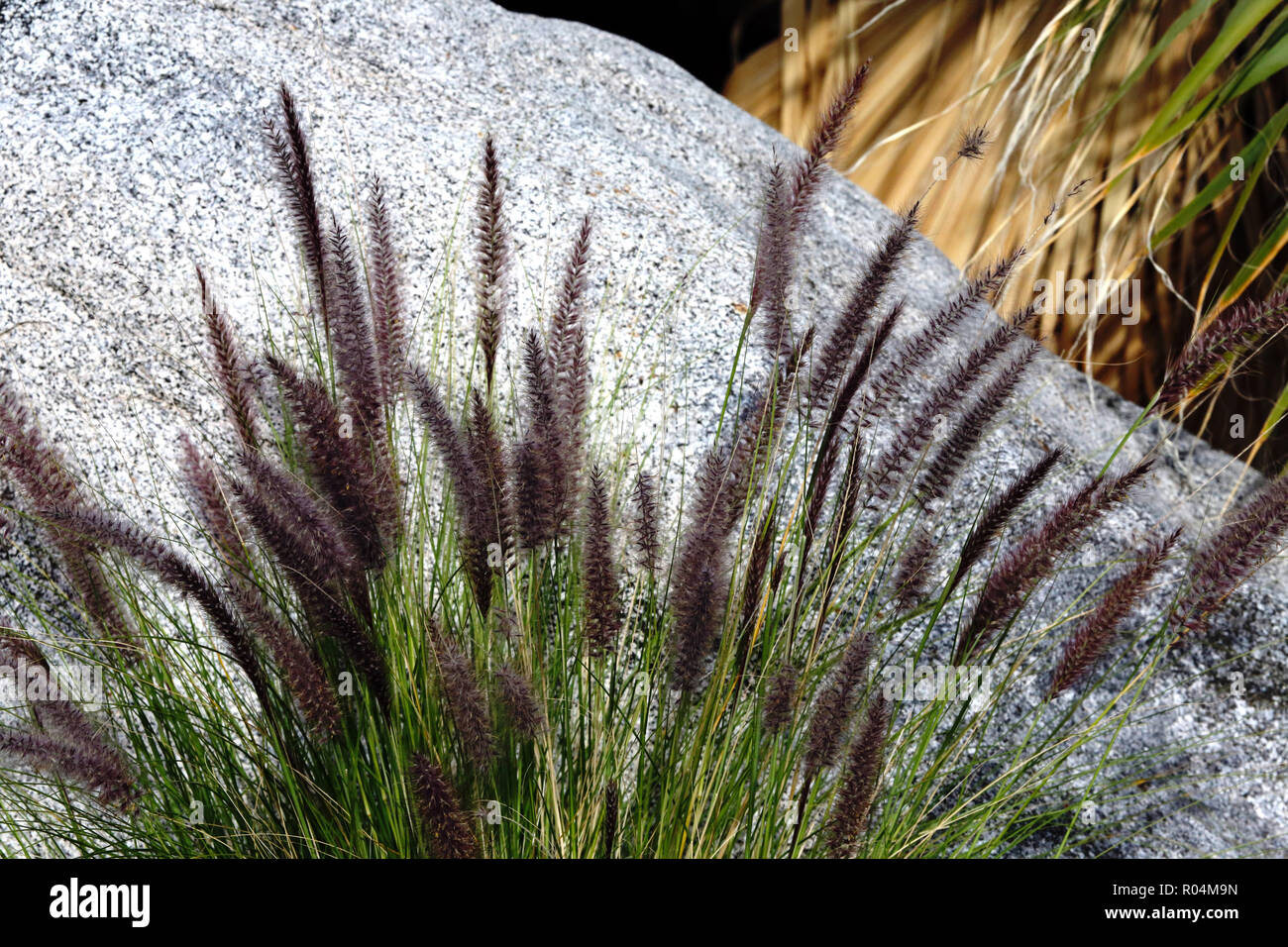 purple grass in contrast to light colored rock in background presents ...