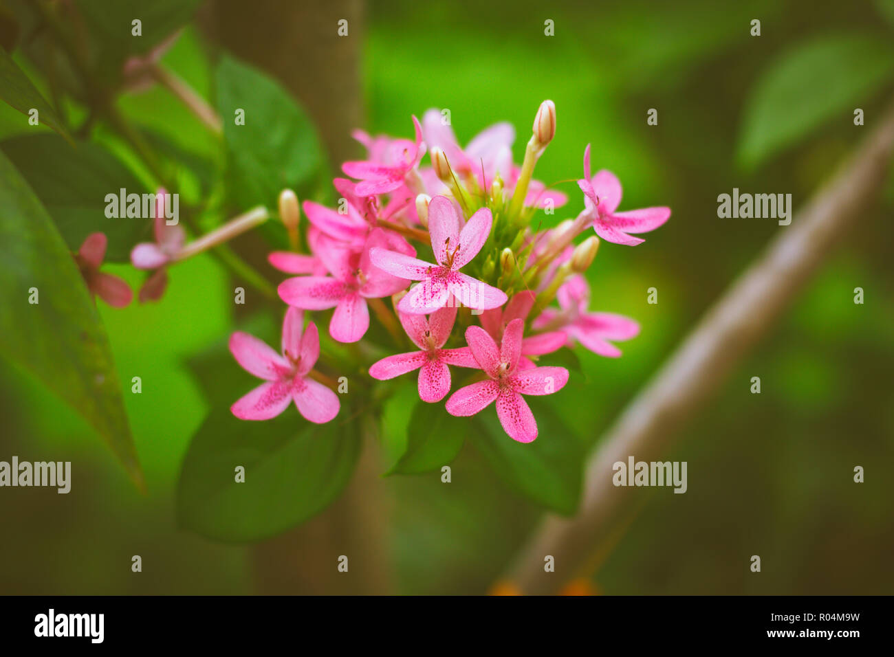 American beauty flower, Pink ruspolia, Ruddy Rose Stock Photo - Alamy