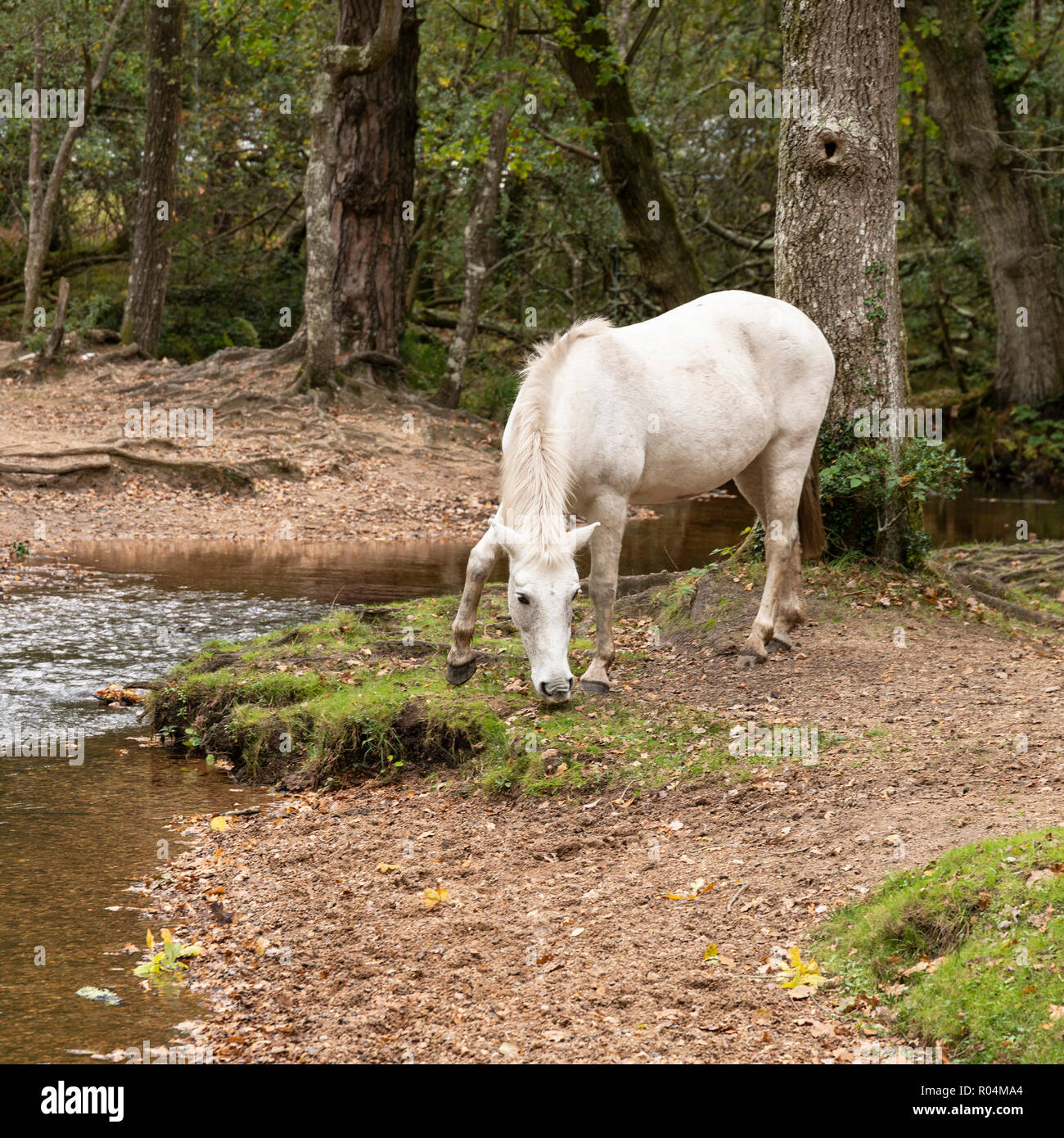 Beautiful New Forest pony in Autumn woodland landscape with vibrant ...