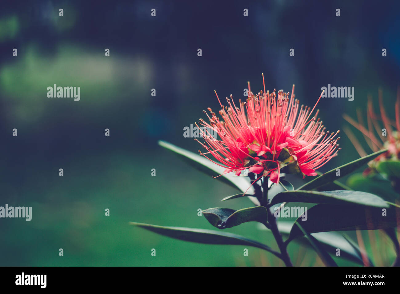 Red golden penda flower (Xanthostemon chrysanthus), in the garden Stock ...