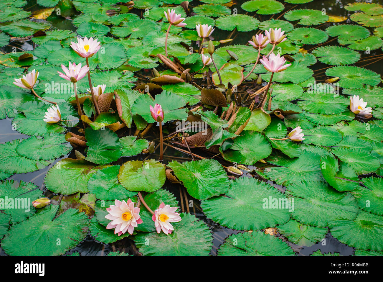 Beautiful pink lotus flower hi-res stock photography and images - Alamy