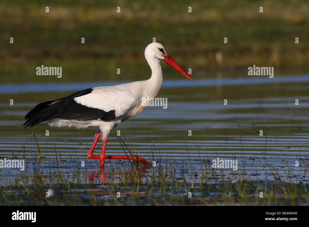 Stork hunting hi-res stock photography and images - Alamy