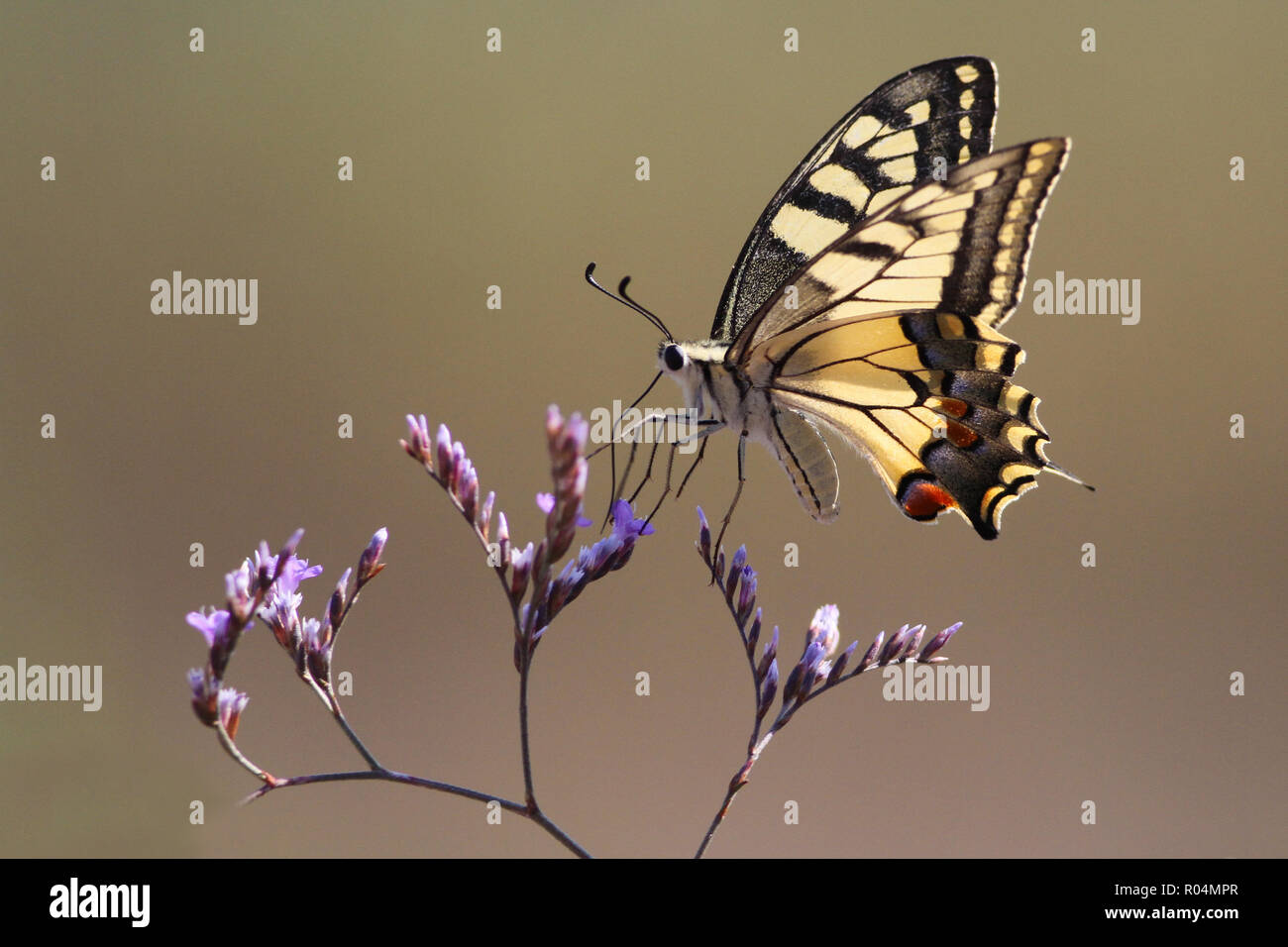 Butterfly flying hi-res stock photography and images - Alamy
