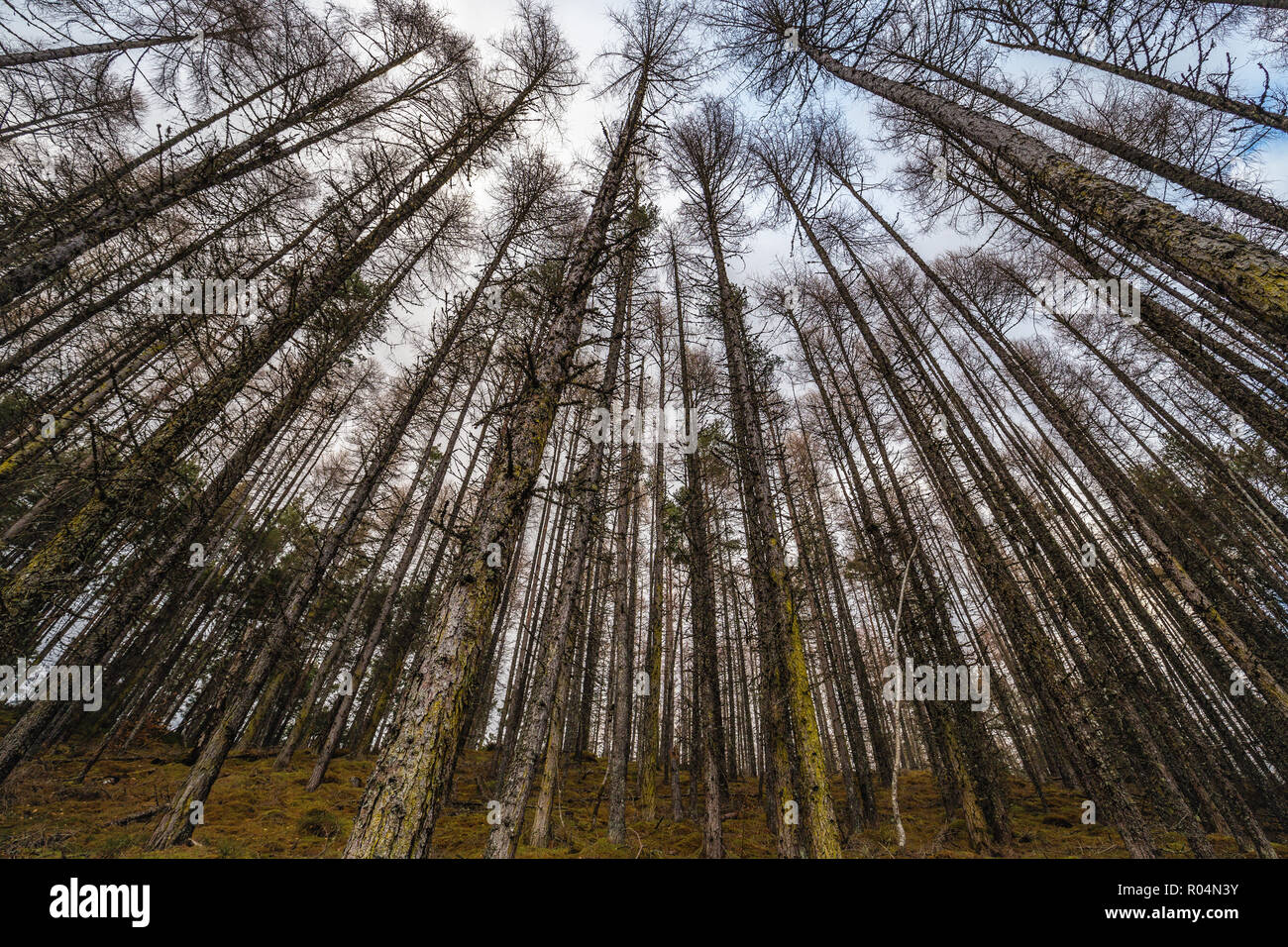 Scottish forests and woods hi-res stock photography and images - Alamy