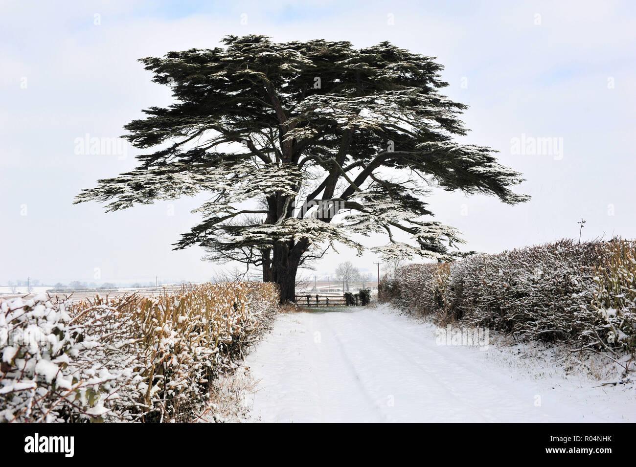 Bridle lane hi-res stock photography and images - Alamy