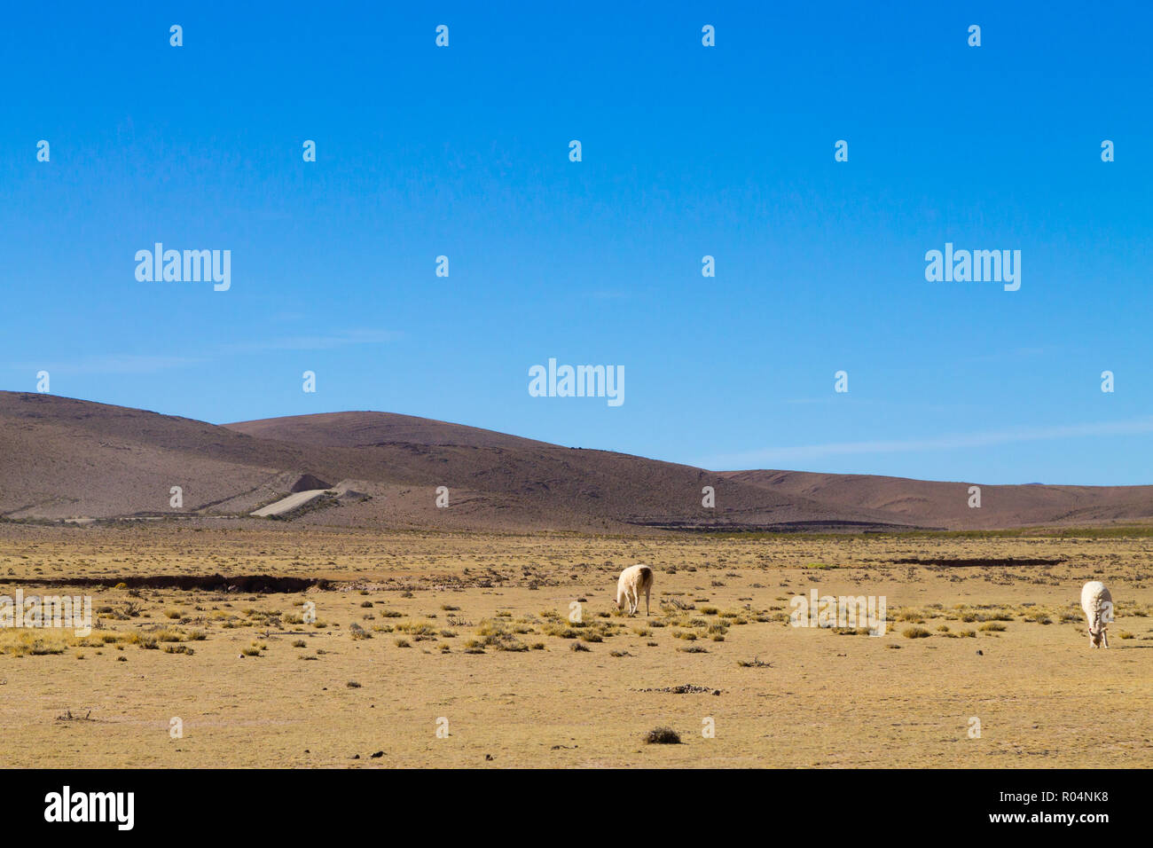 Bolivian llama breeding on Andean plateau,Bolivia Stock Photo - Alamy