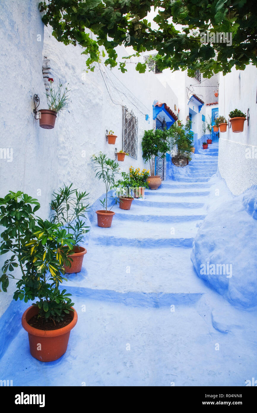 Blue painted steps with flower pots, Chefchaouen, Morocco Stock Photo ...