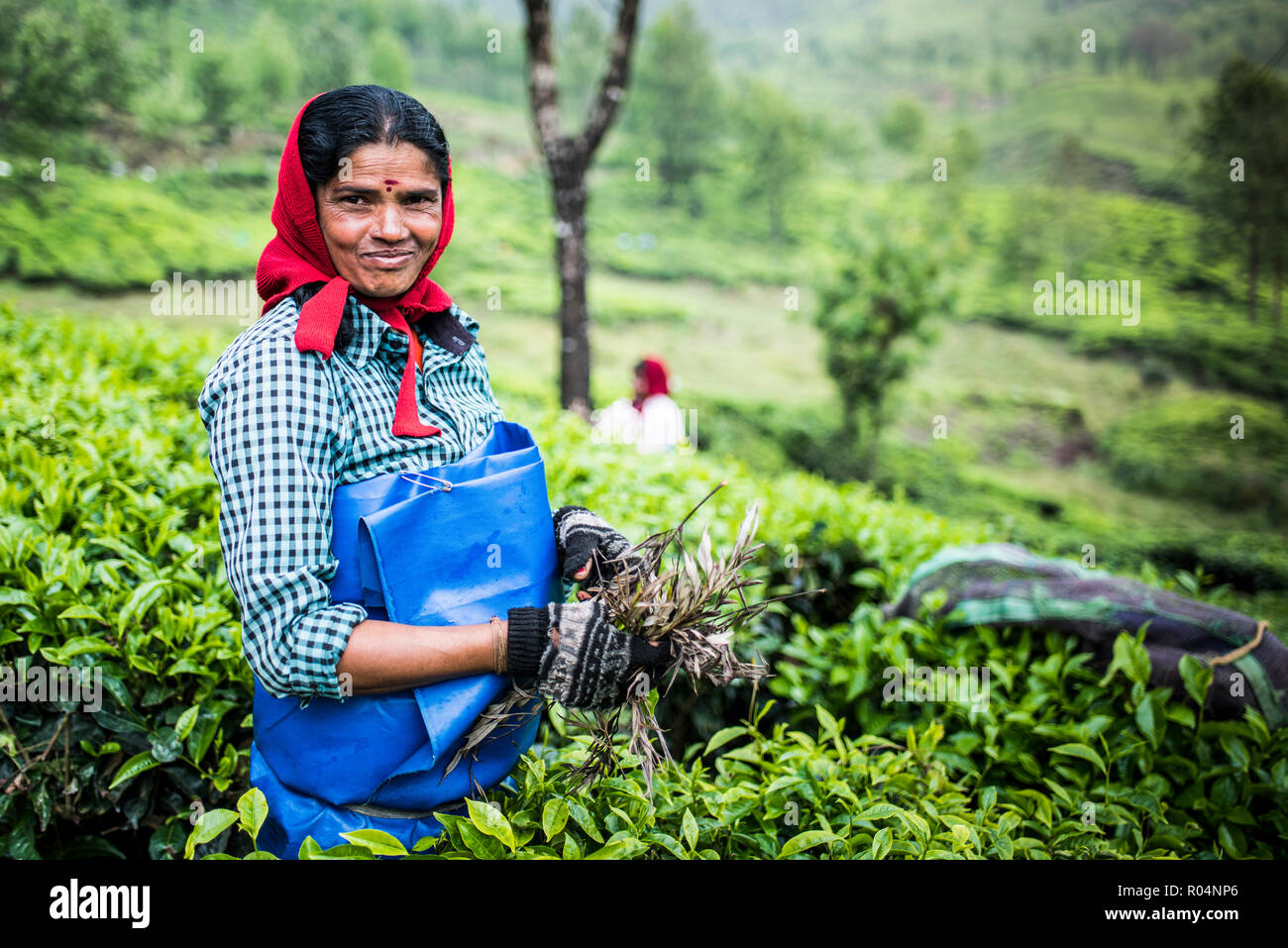 Tea pickers on a tea estate in the plantations near Munnar in the ...