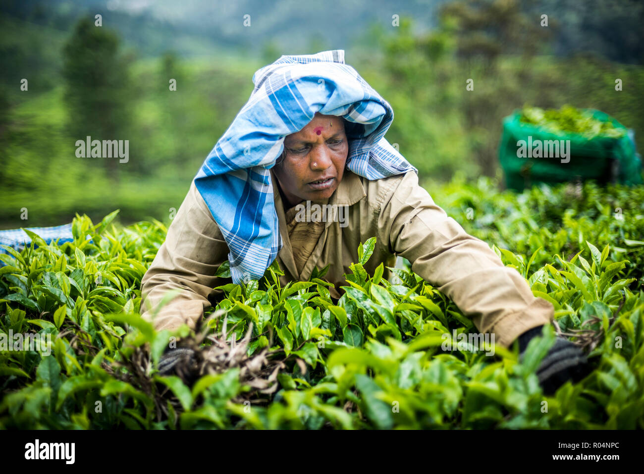 Tea pickers on a tea estate in the plantations near Munnar in the ...