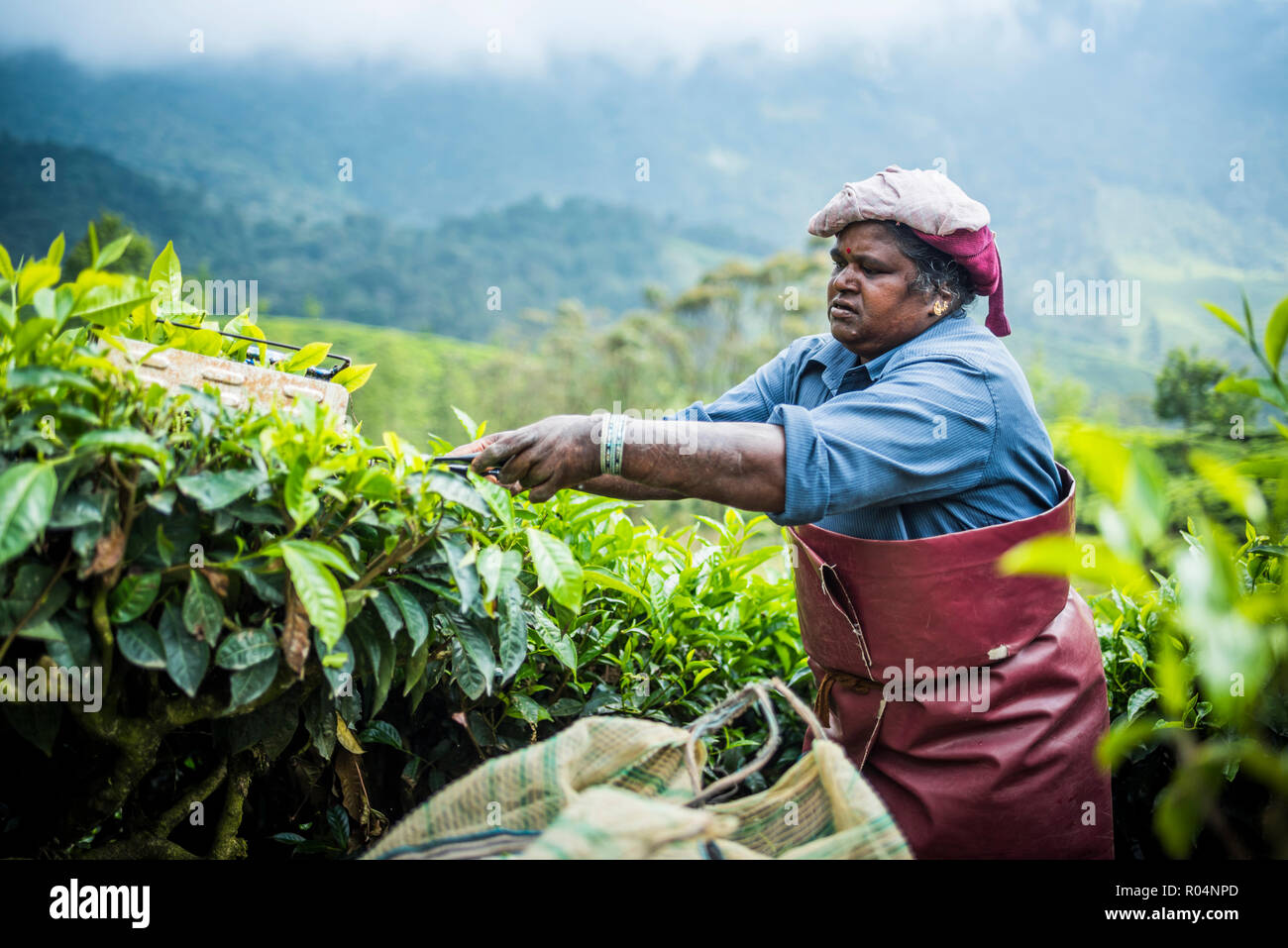 Tea pickers on a tea estate in the plantations near Munnar in the ...