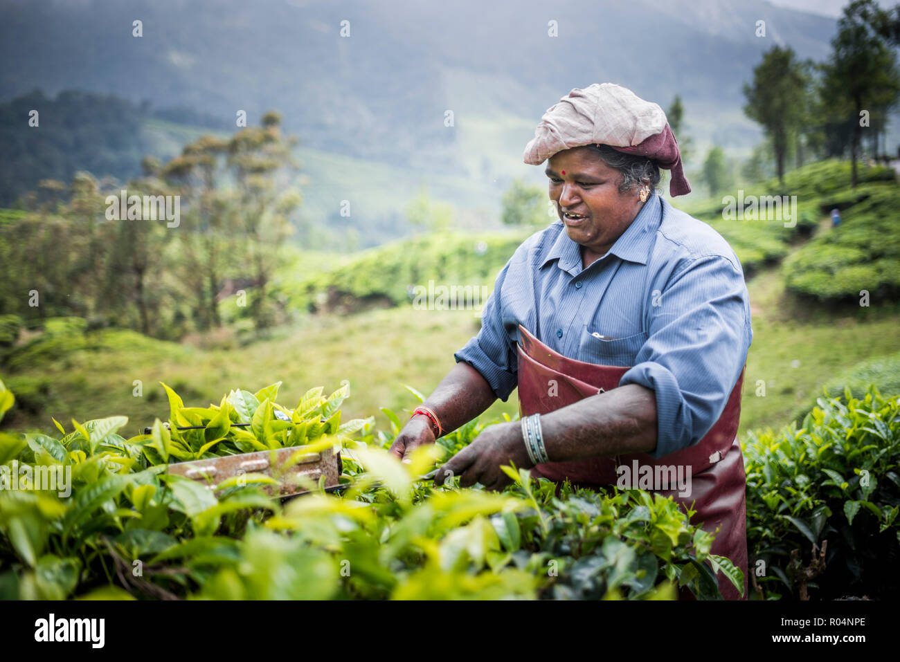 Tea pickers on a tea estate in the plantations near Munnar in the ...