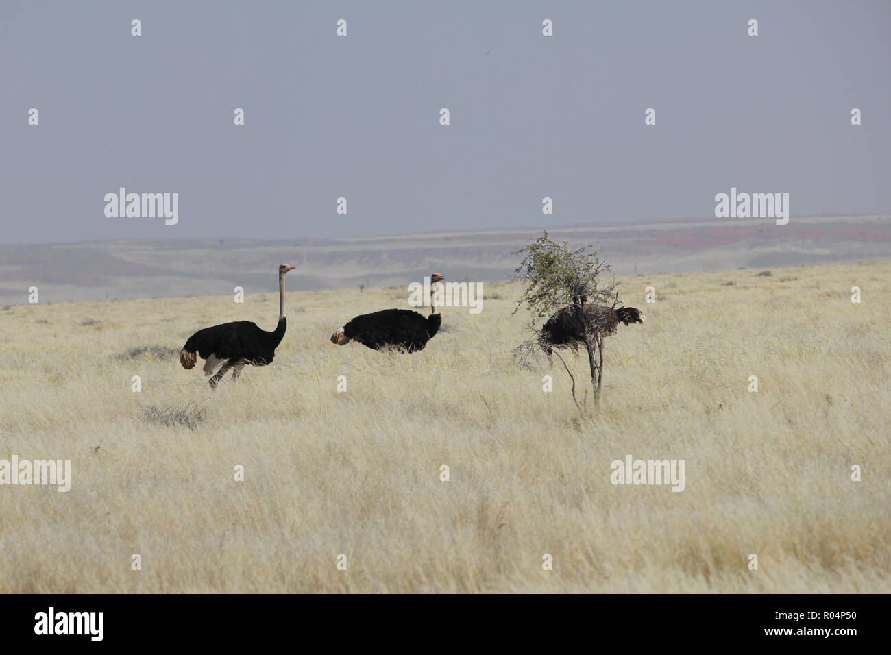 Three ostriches stand in the savanna of Namibia, one has hidden in ...